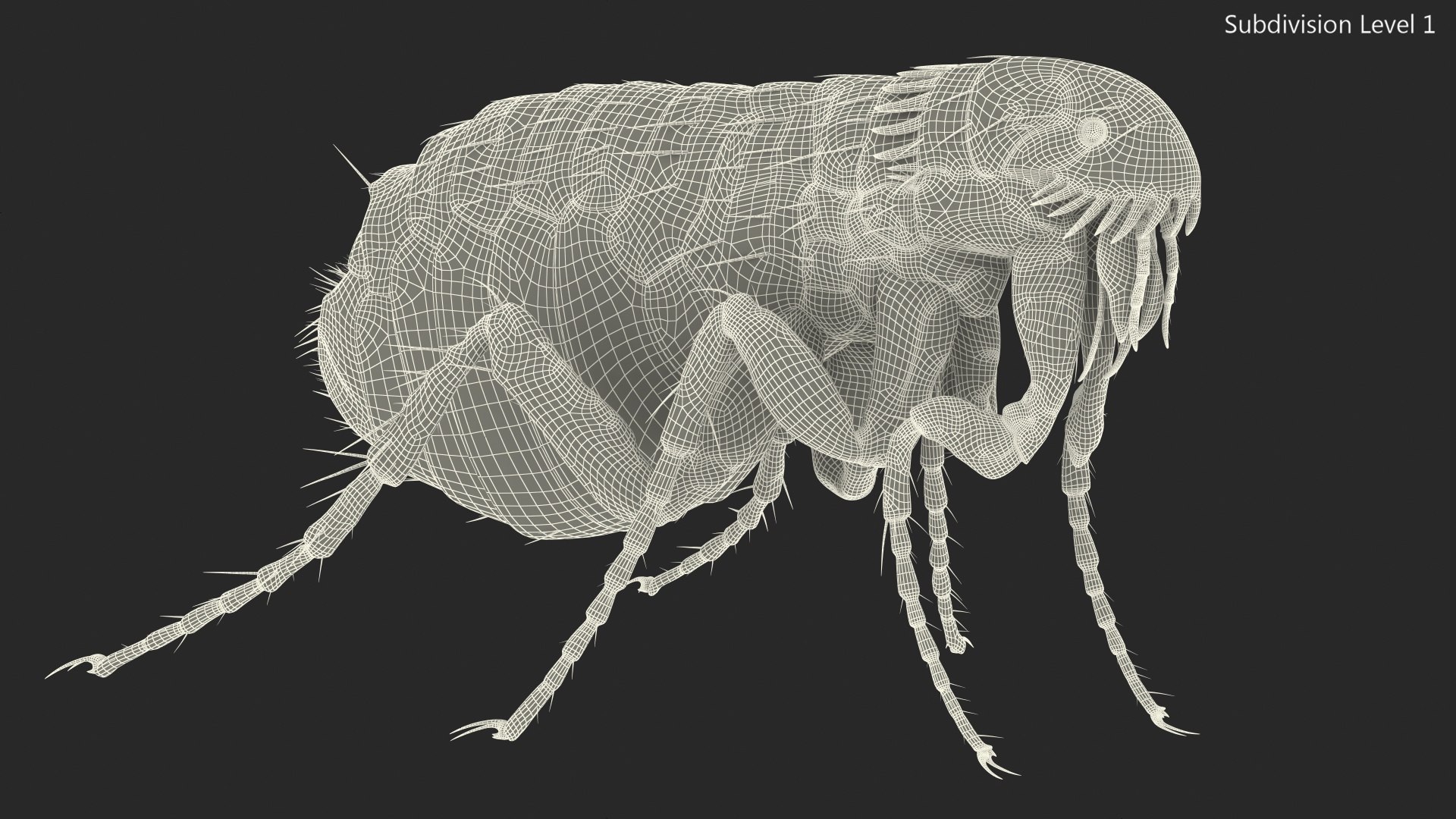 3D flea insect rigged model - TurboSquid 1585334