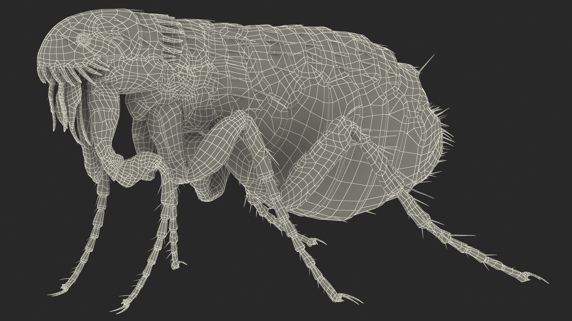 3D flea insect rigged model - TurboSquid 1585334