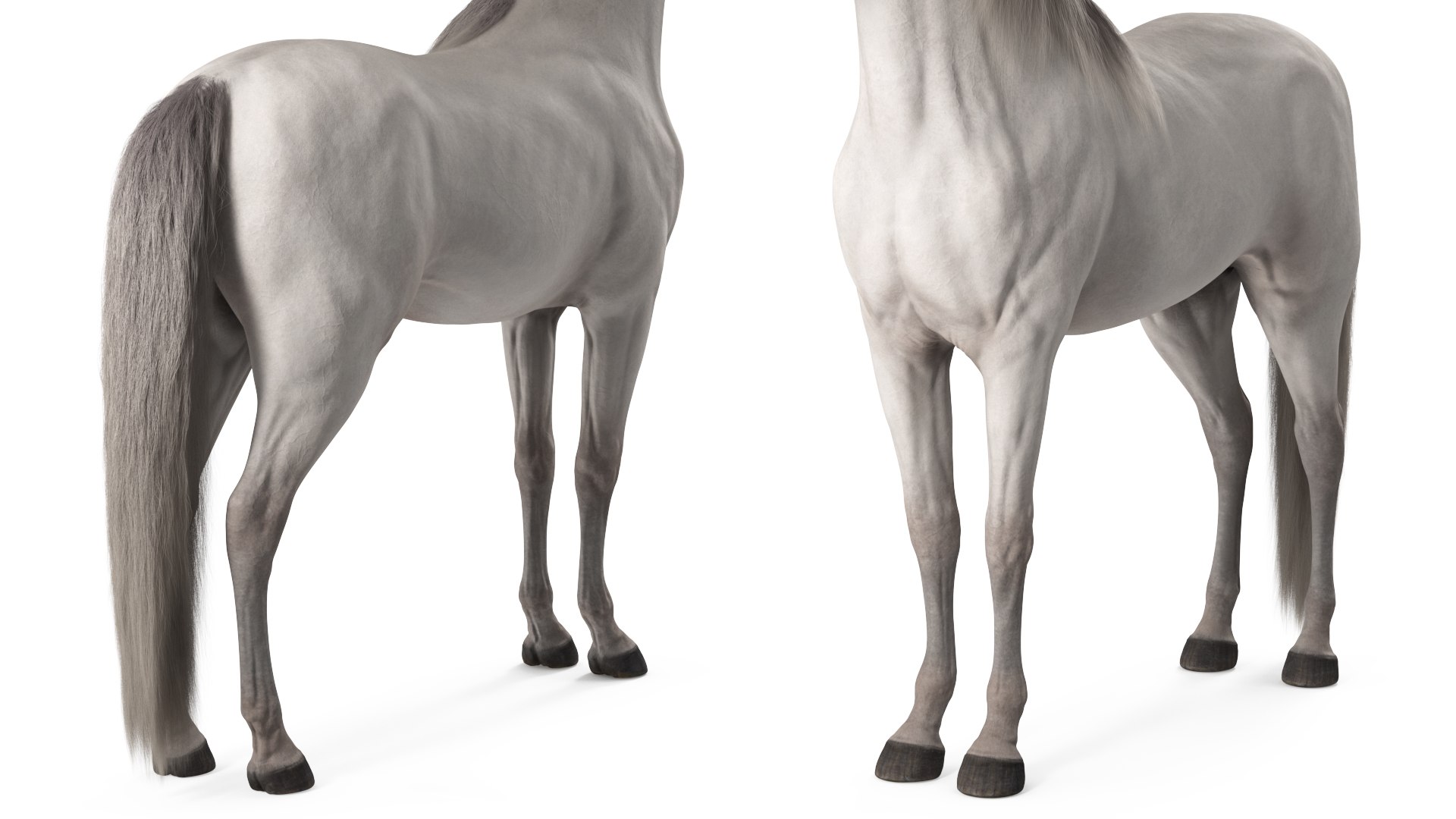 Arabian Horse White Fur 3D Model - TurboSquid 2179980