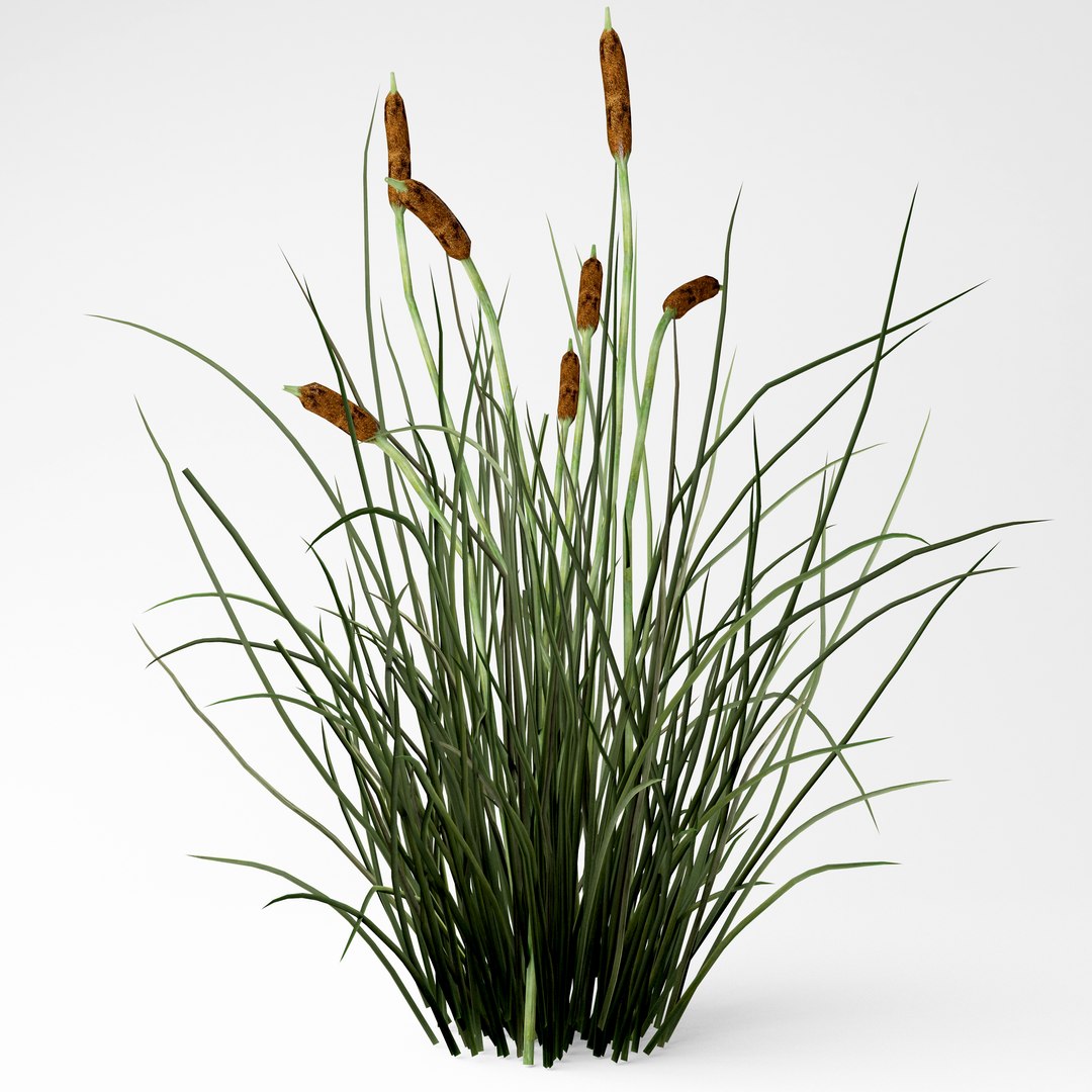 Cattail 3D Model - TurboSquid 1520952