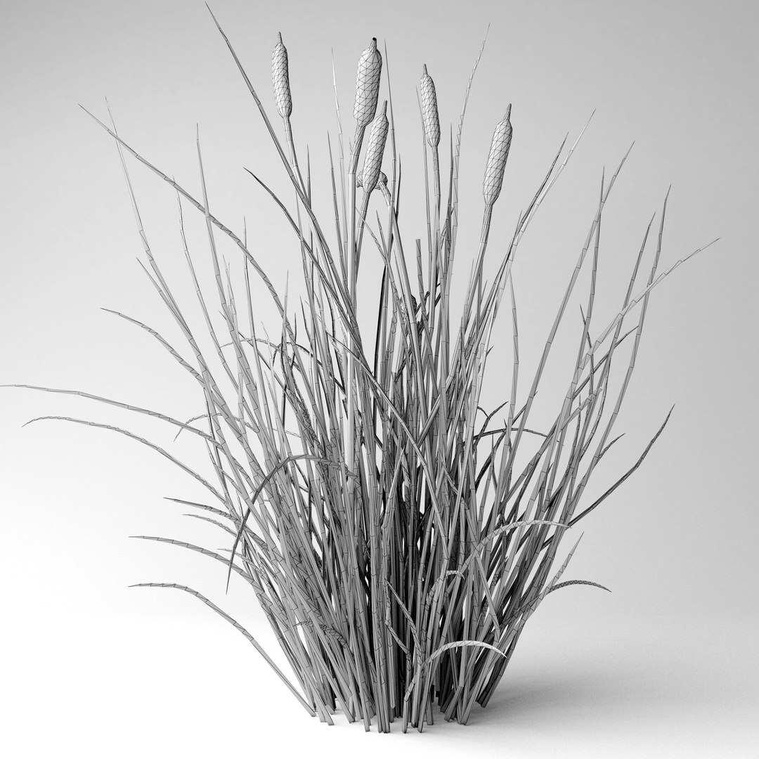 Cattail 3D Model - TurboSquid 1520952