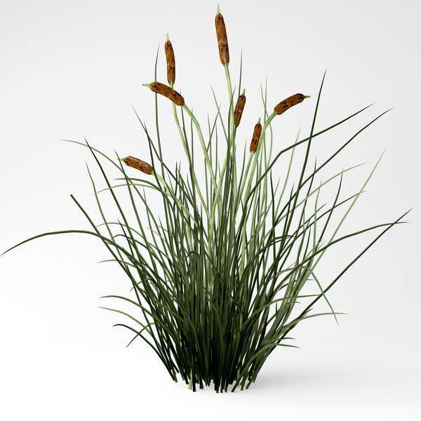 Cattail 3D model - TurboSquid 1520952