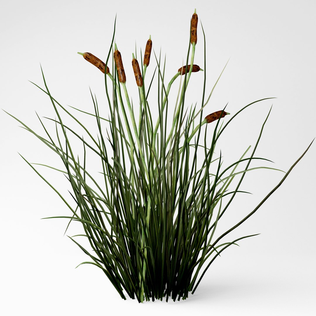 Cattail 3D Model - TurboSquid 1520952