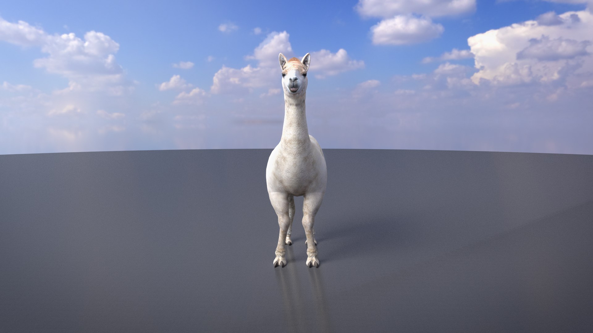Alpaca 3D Model - TurboSquid 2325492