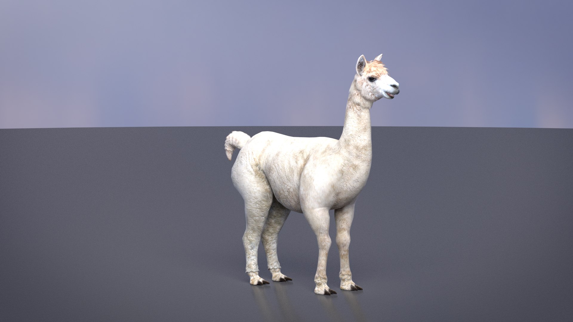 Alpaca 3D Model - TurboSquid 2325492