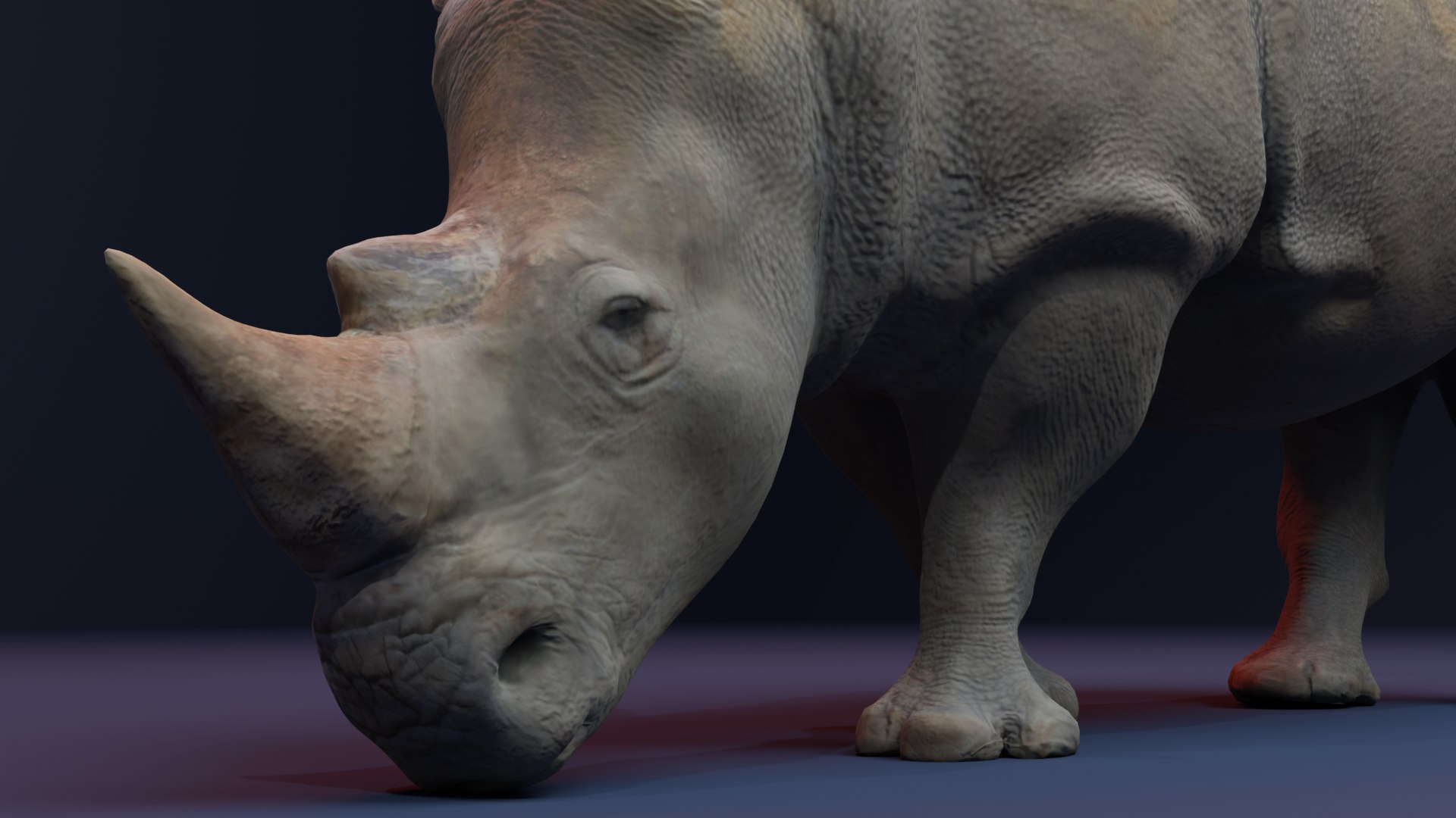 3D Rhino Animated 3D Model - TurboSquid 2173142