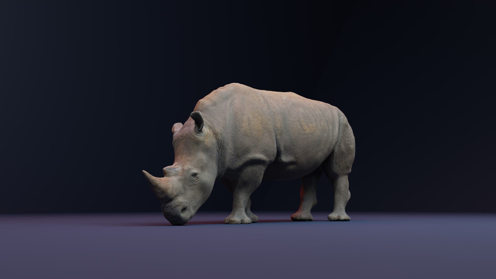 3D Rhino Animated 3D Model - TurboSquid 2173142