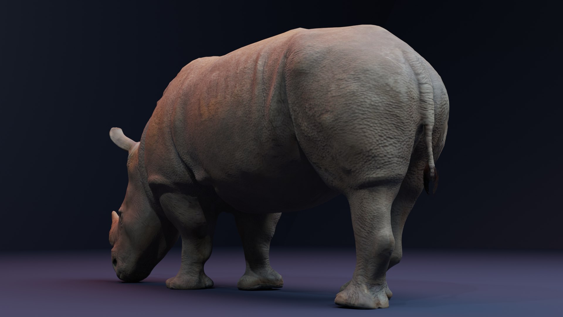 3D Rhino Animated 3D Model - TurboSquid 2173142