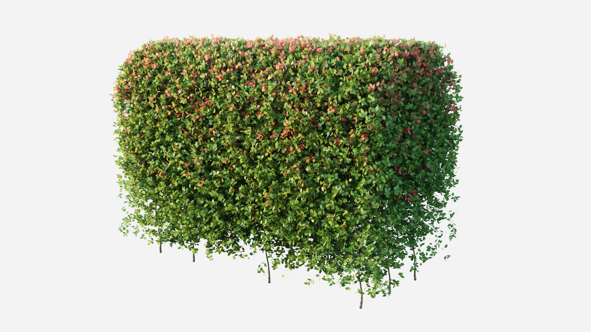 3D Hedge - TurboSquid 1876429