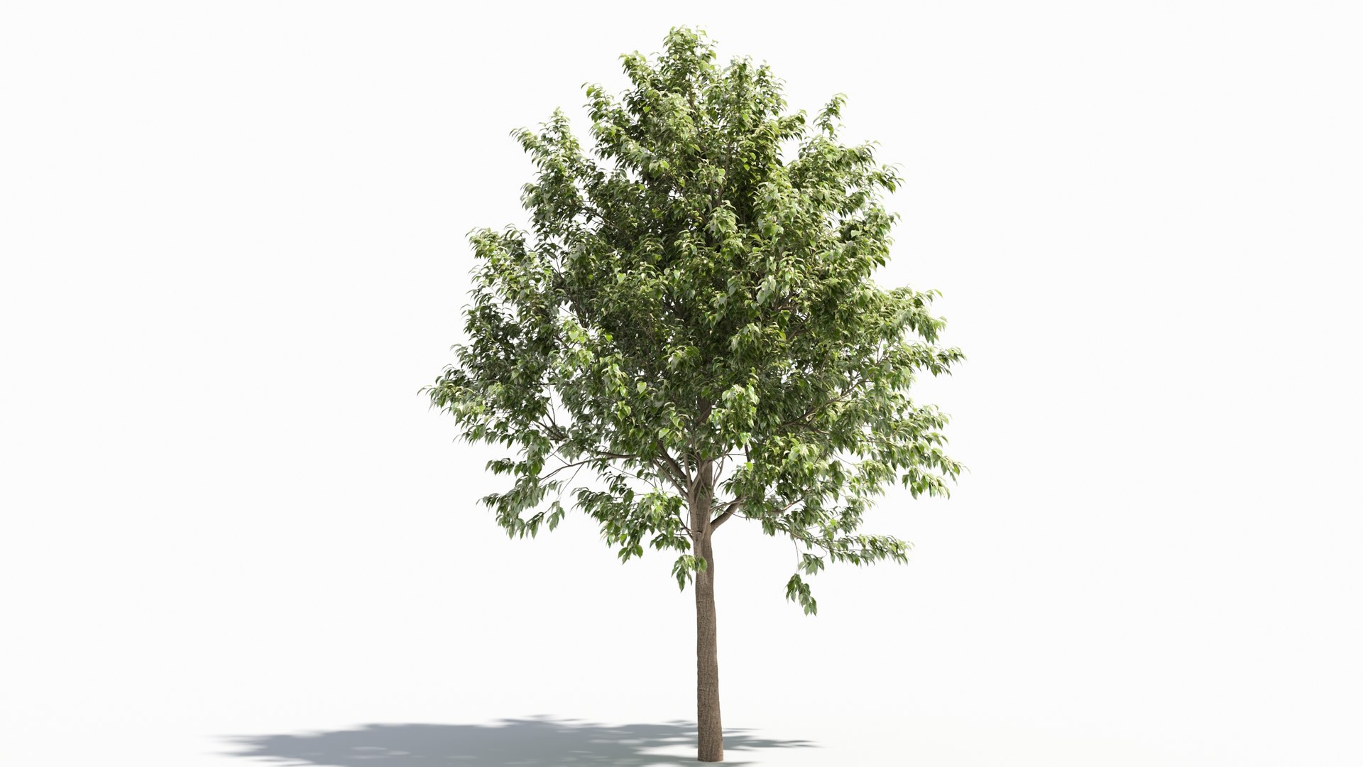 3D Acer Negundo Tree - TurboSquid 2012714