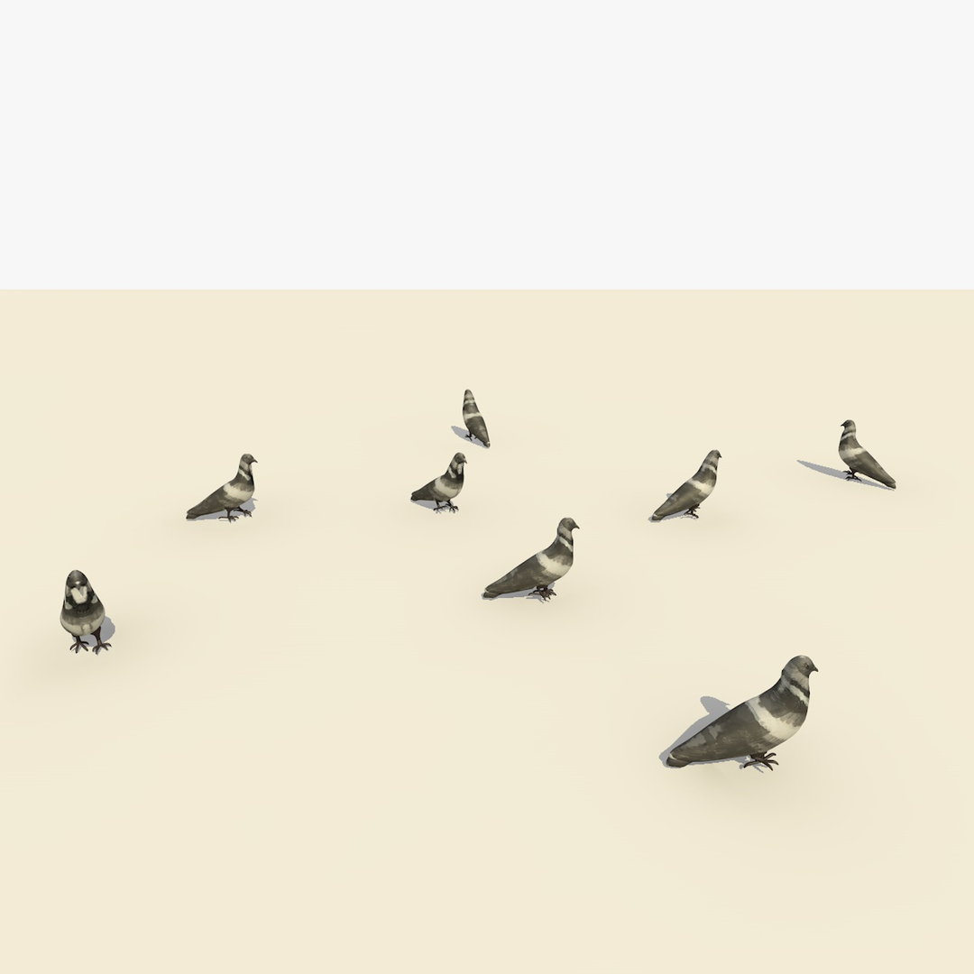 Group Walking Pigeons Animation 3d C4d