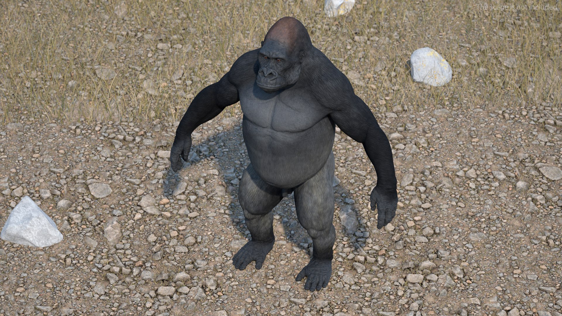 Western Gorilla Rigged For Maya 3D Model - TurboSquid 2286844