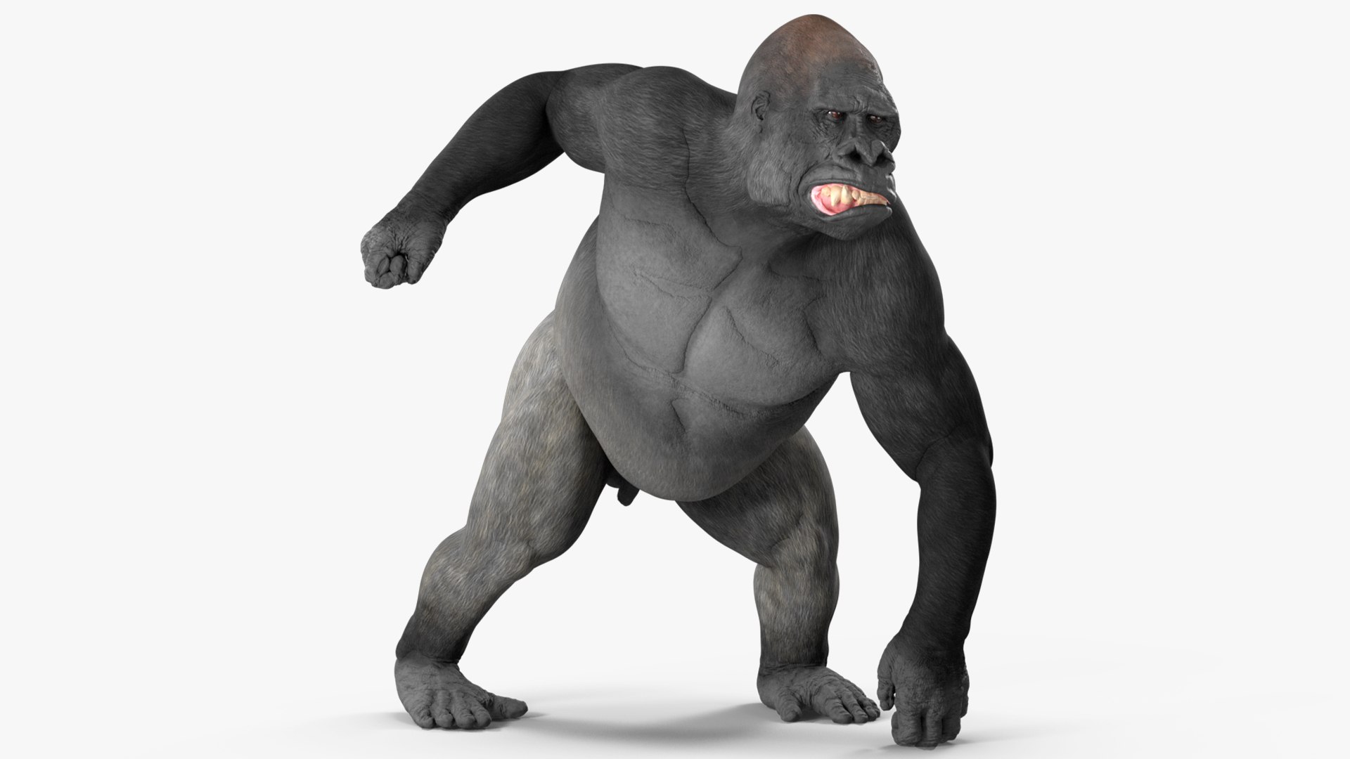 Western Gorilla Rigged For Maya 3D Model - TurboSquid 2286844