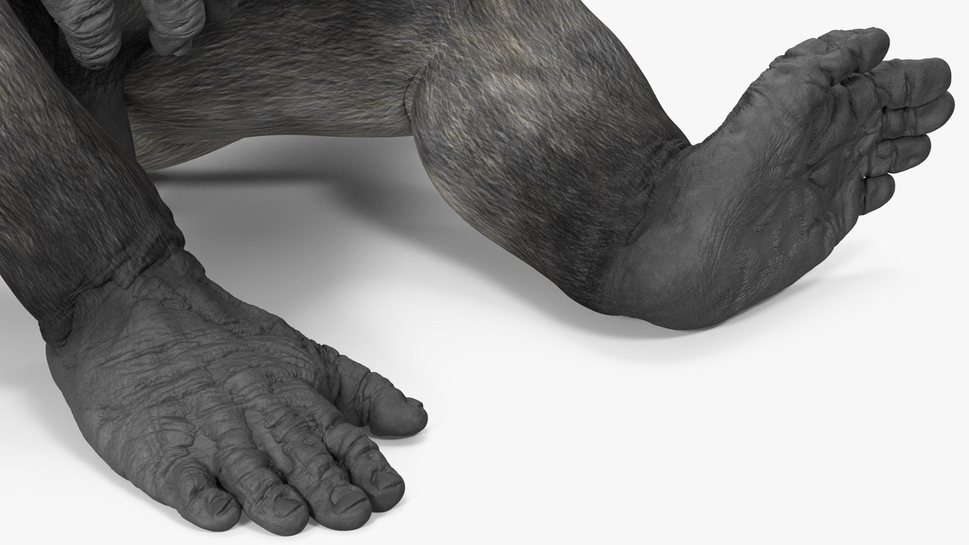 Western Gorilla Rigged For Maya 3D Model - TurboSquid 2286844