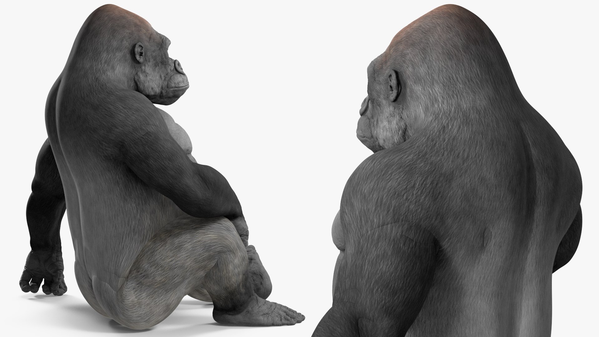Western Gorilla Rigged For Maya 3D Model - TurboSquid 2286844