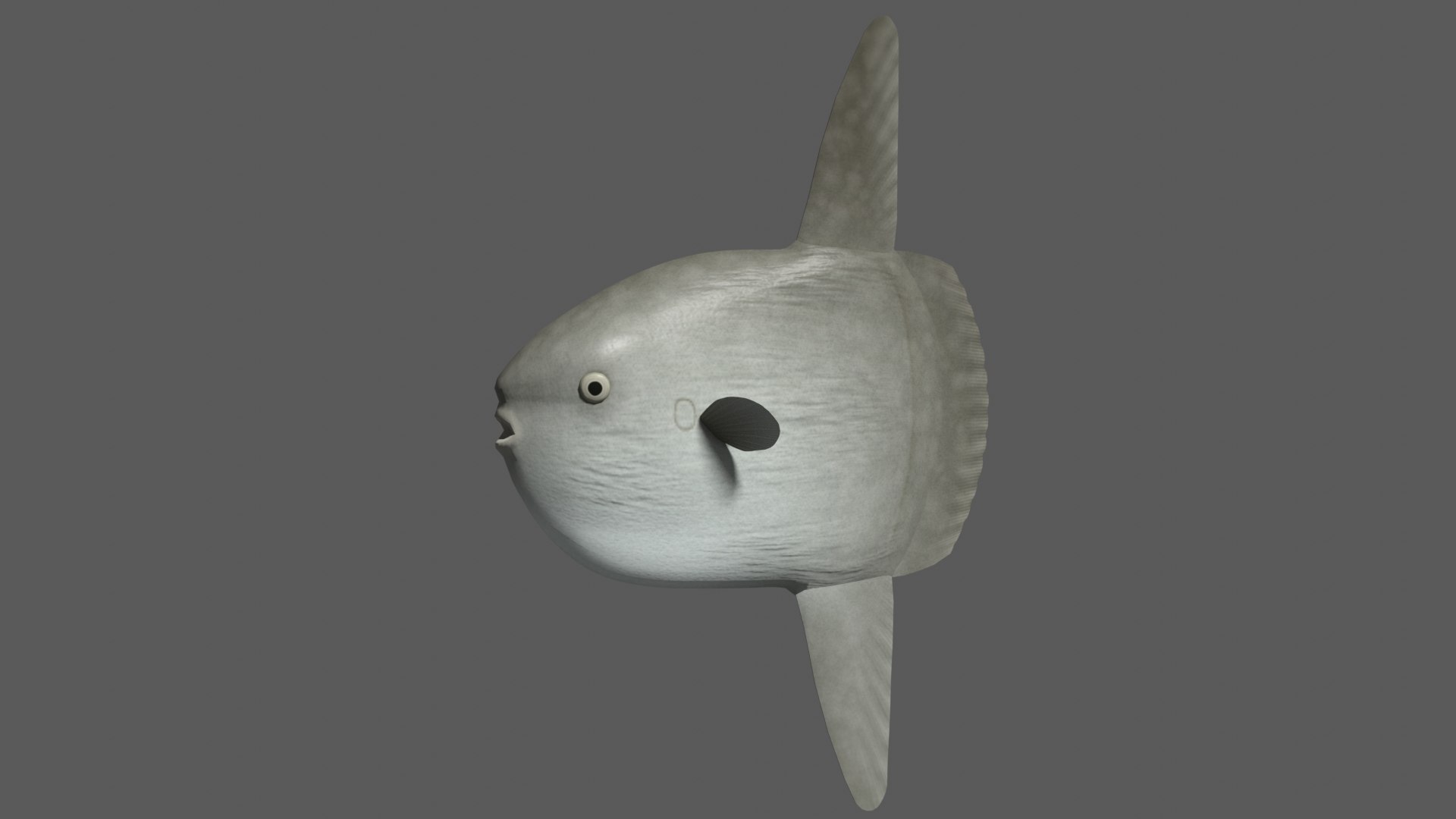 Ocean Sunfish 3D - TurboSquid 1748374