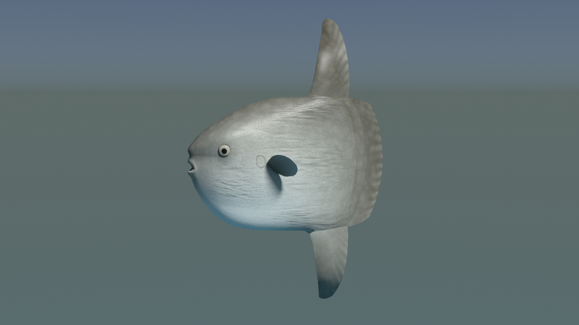 Ocean Sunfish 3D - TurboSquid 1748374