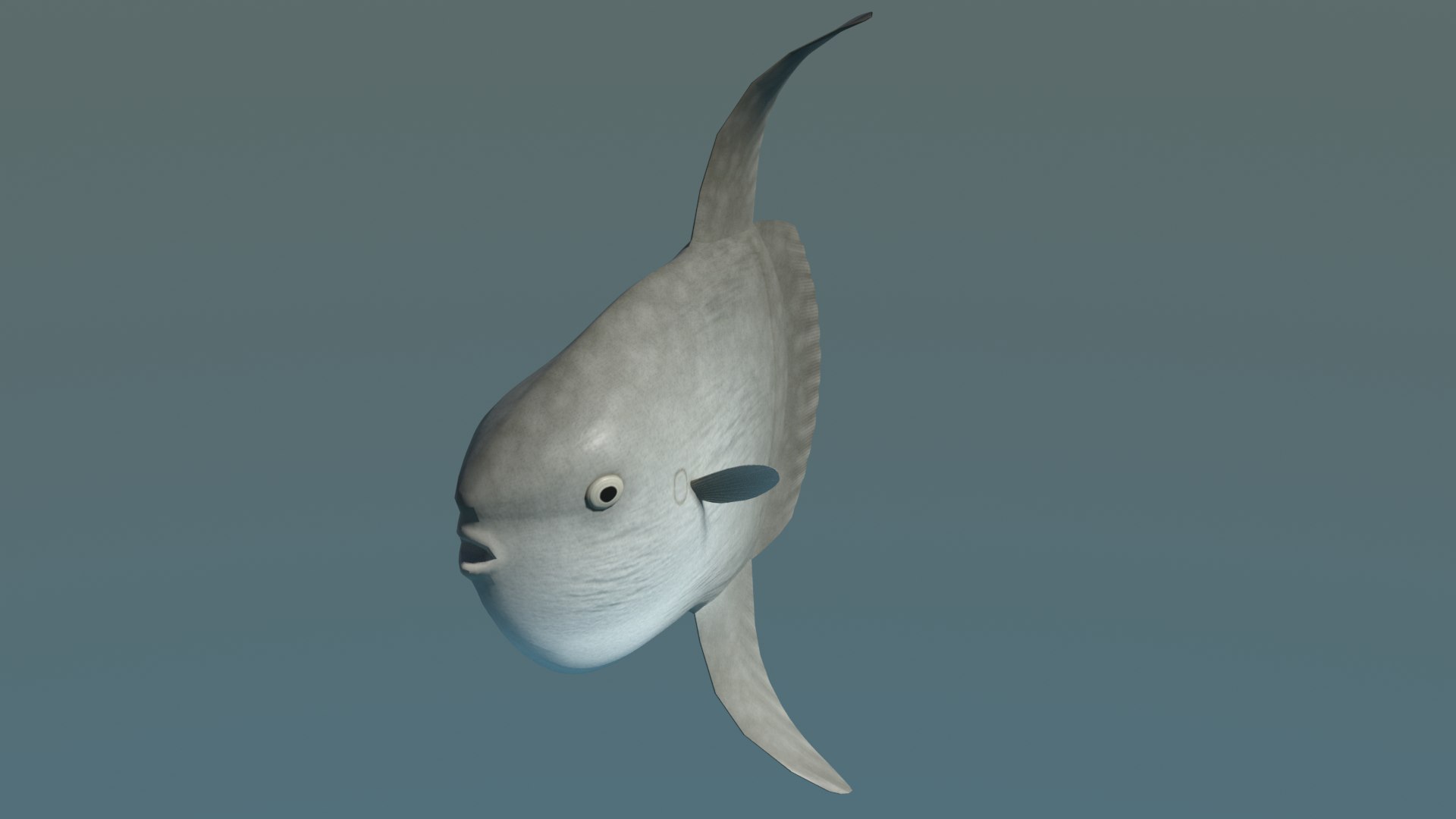 Ocean Sunfish 3D - TurboSquid 1748374