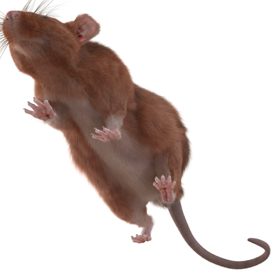 Max Rat 2 Pose 3