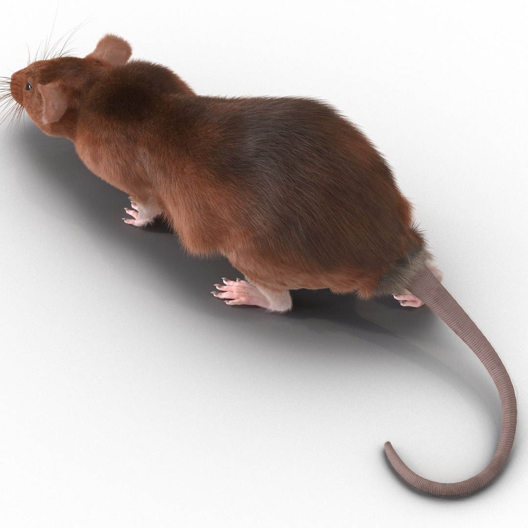 Max Rat 2 Pose 3