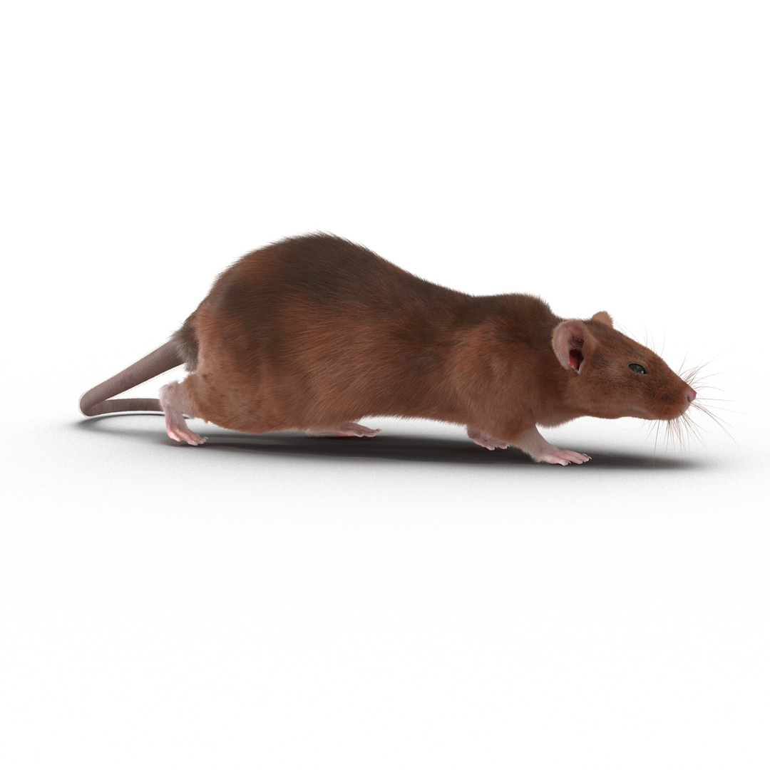 Max Rat 2 Pose 3