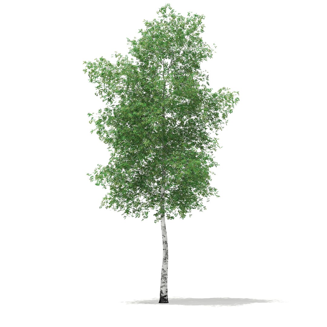 3d Model Silver Birch Tree Betula