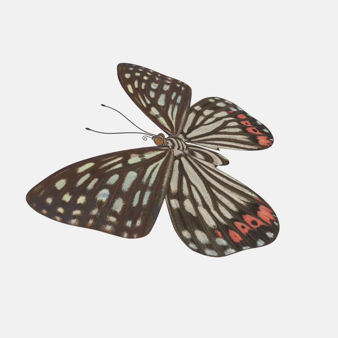 3D Butterfly Model - TurboSquid 1186551
