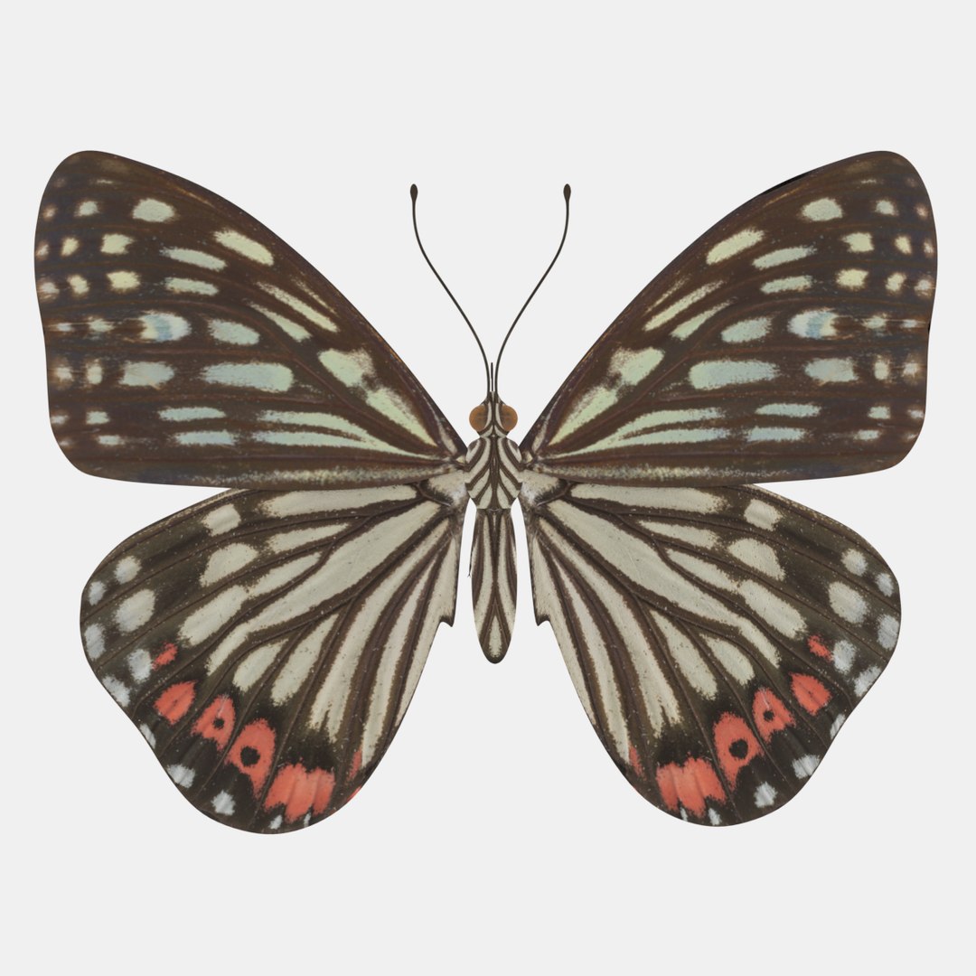 3D Butterfly Model - TurboSquid 1186551