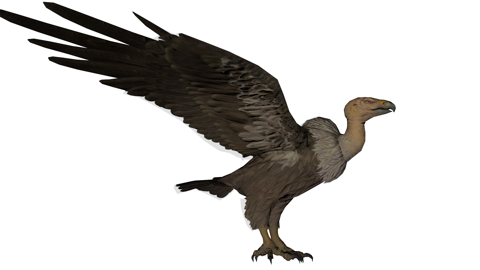 Flying Bird 3D Model - TurboSquid 2374065
