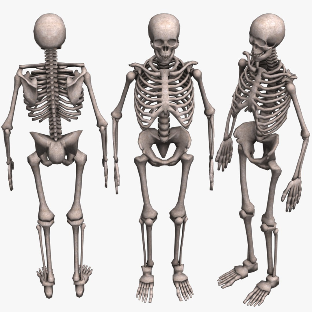Skeleton 3d 3ds