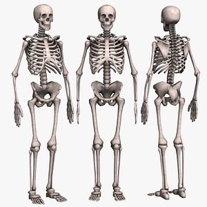 Anatomy 3D Models for Download | TurboSquid