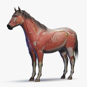 3D Horse Models - Browse & Download Formats - TurboSquid