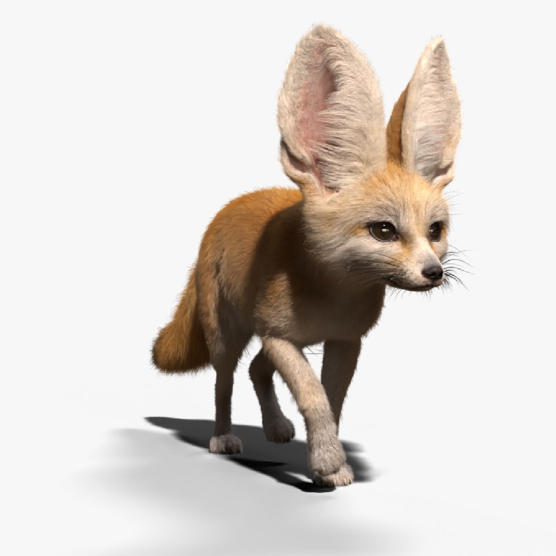 Fennec Fox Animated model - TurboSquid 2056589