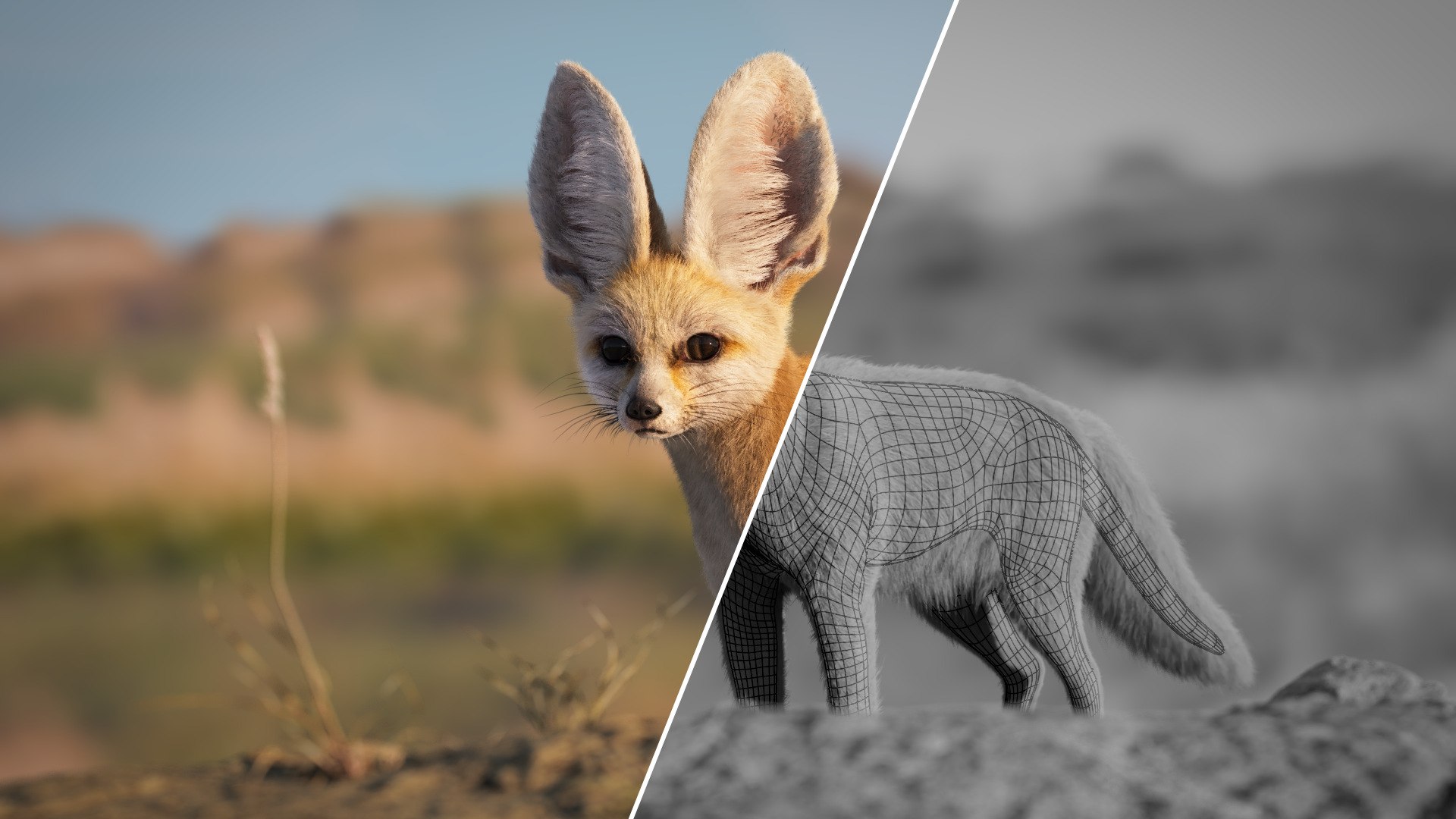 Fennec Fox Animated Model - TurboSquid 2056589