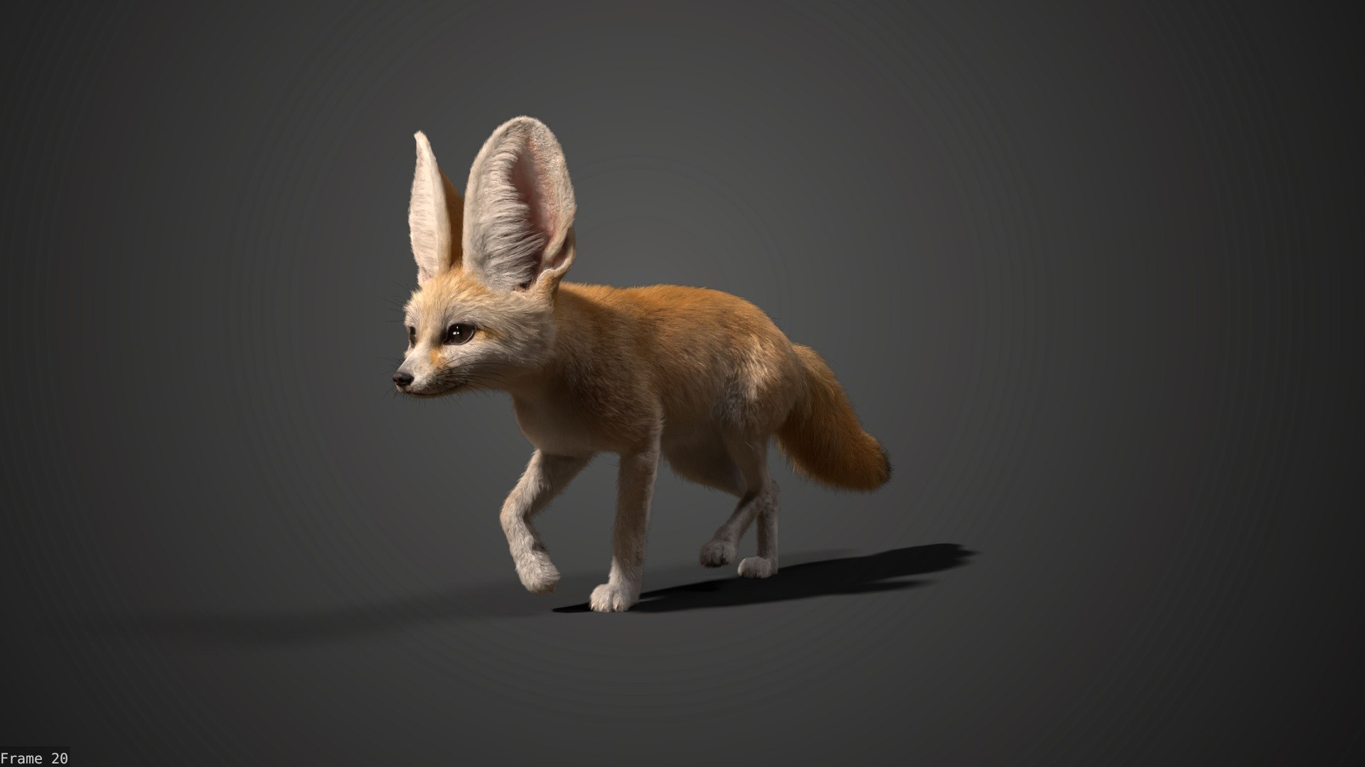 Fennec Fox Animated Model - TurboSquid 2056589