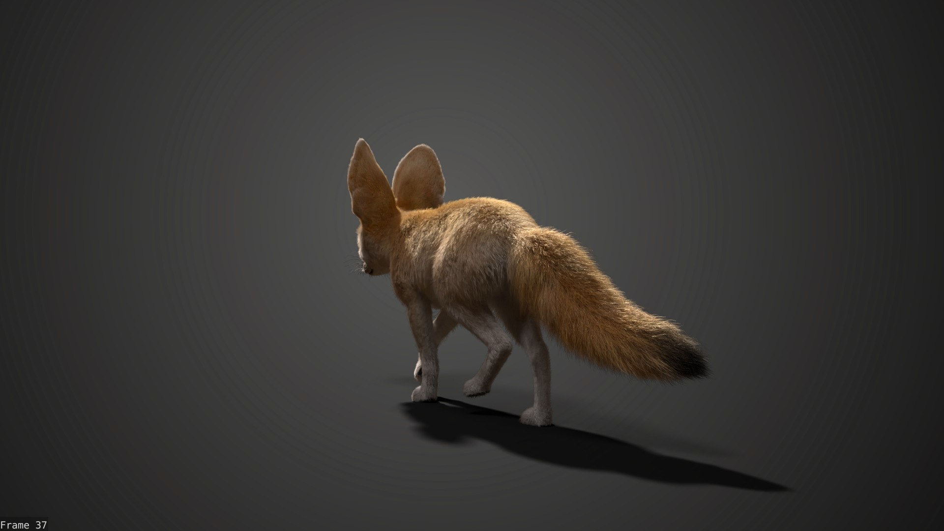 Fennec Fox Animated Model - TurboSquid 2056589
