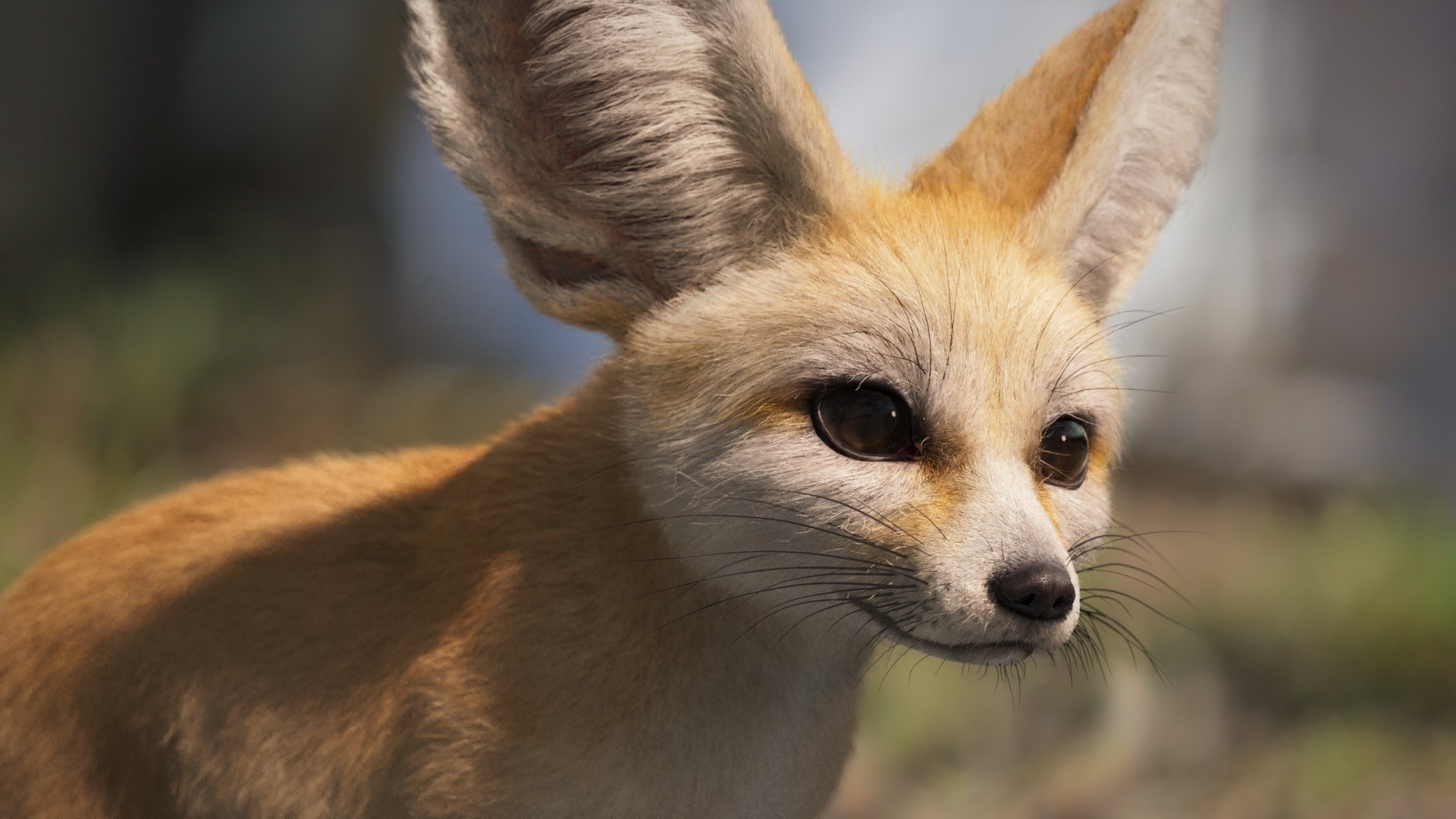 Fennec Fox Animated Model - TurboSquid 2056589