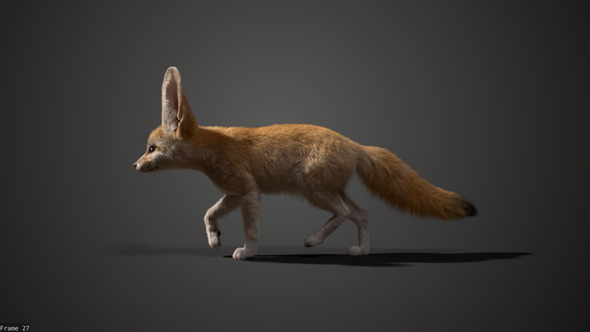 Fennec Fox Animated Model - TurboSquid 2056589
