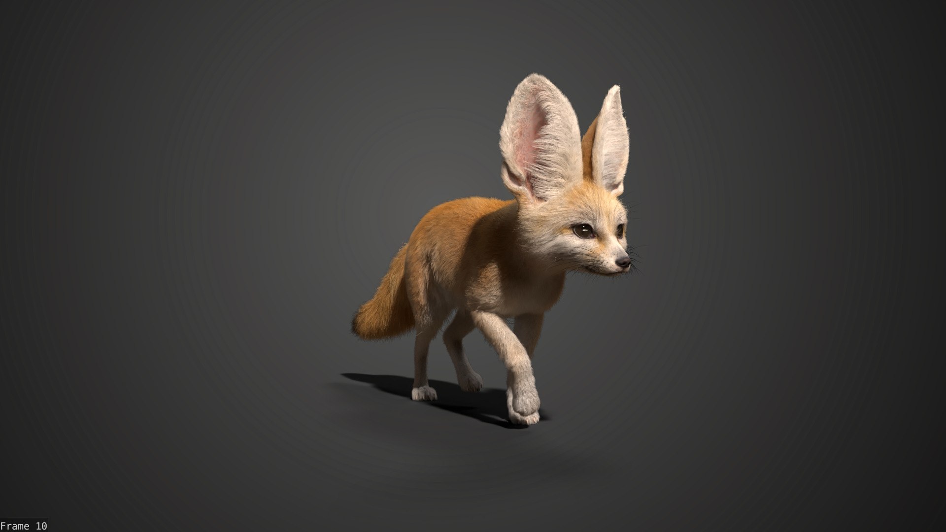 Fennec Fox Animated Model - TurboSquid 2056589