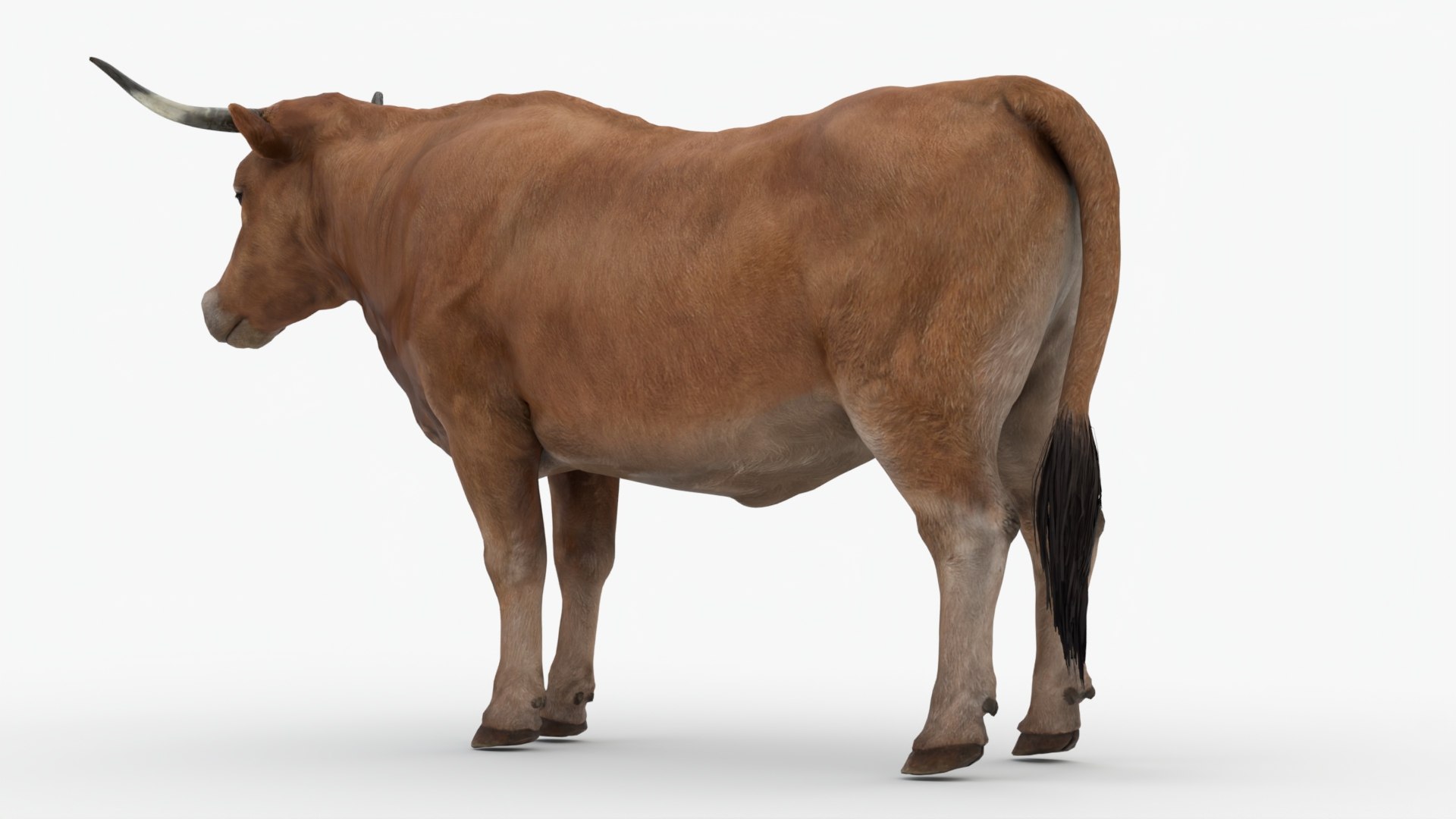 Realistic Cattle Cow 3D - TurboSquid 1985019