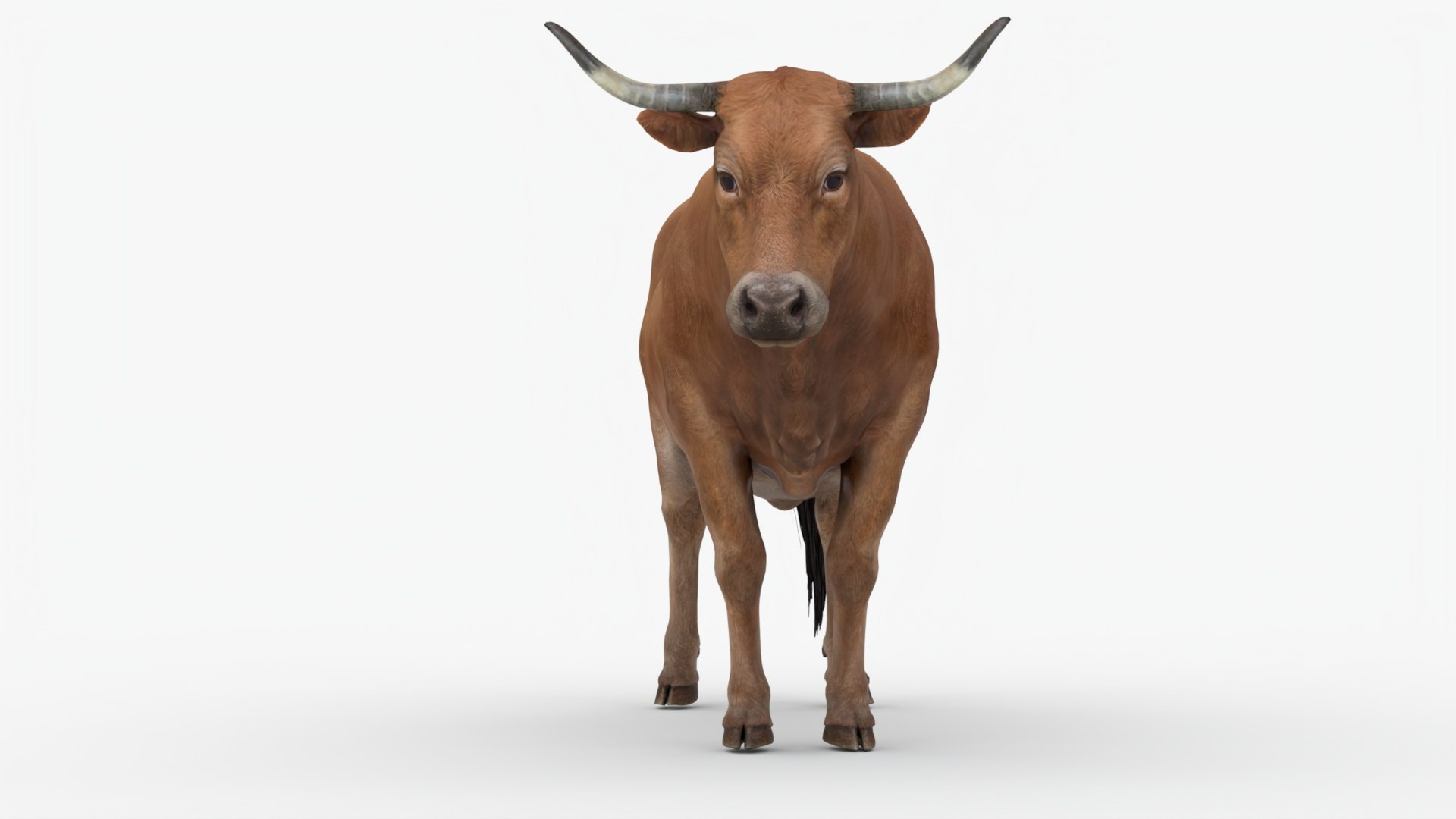modelo 3d Realistic Cattle Cow - TurboSquid 1985019