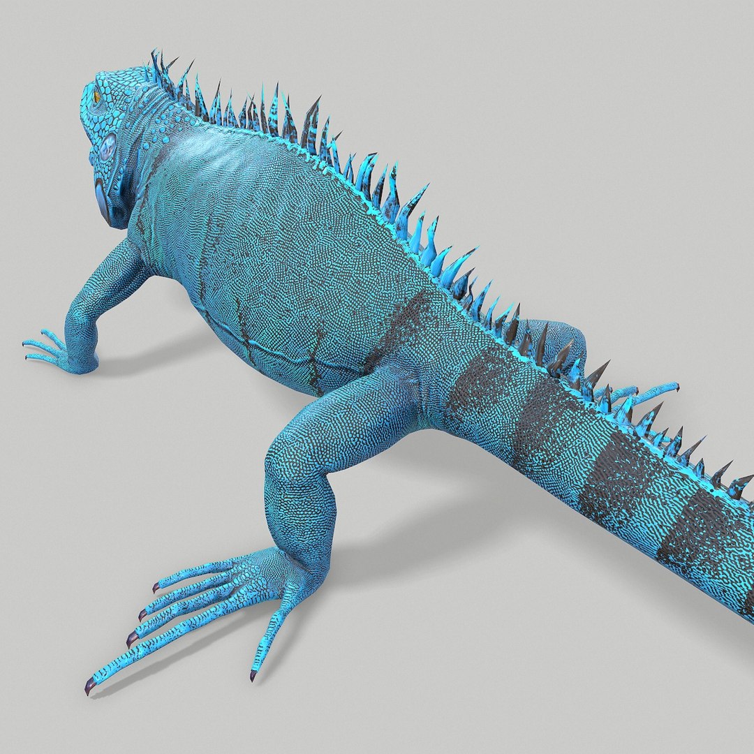 Iguana Blue 3D Model - TurboSquid 1452590