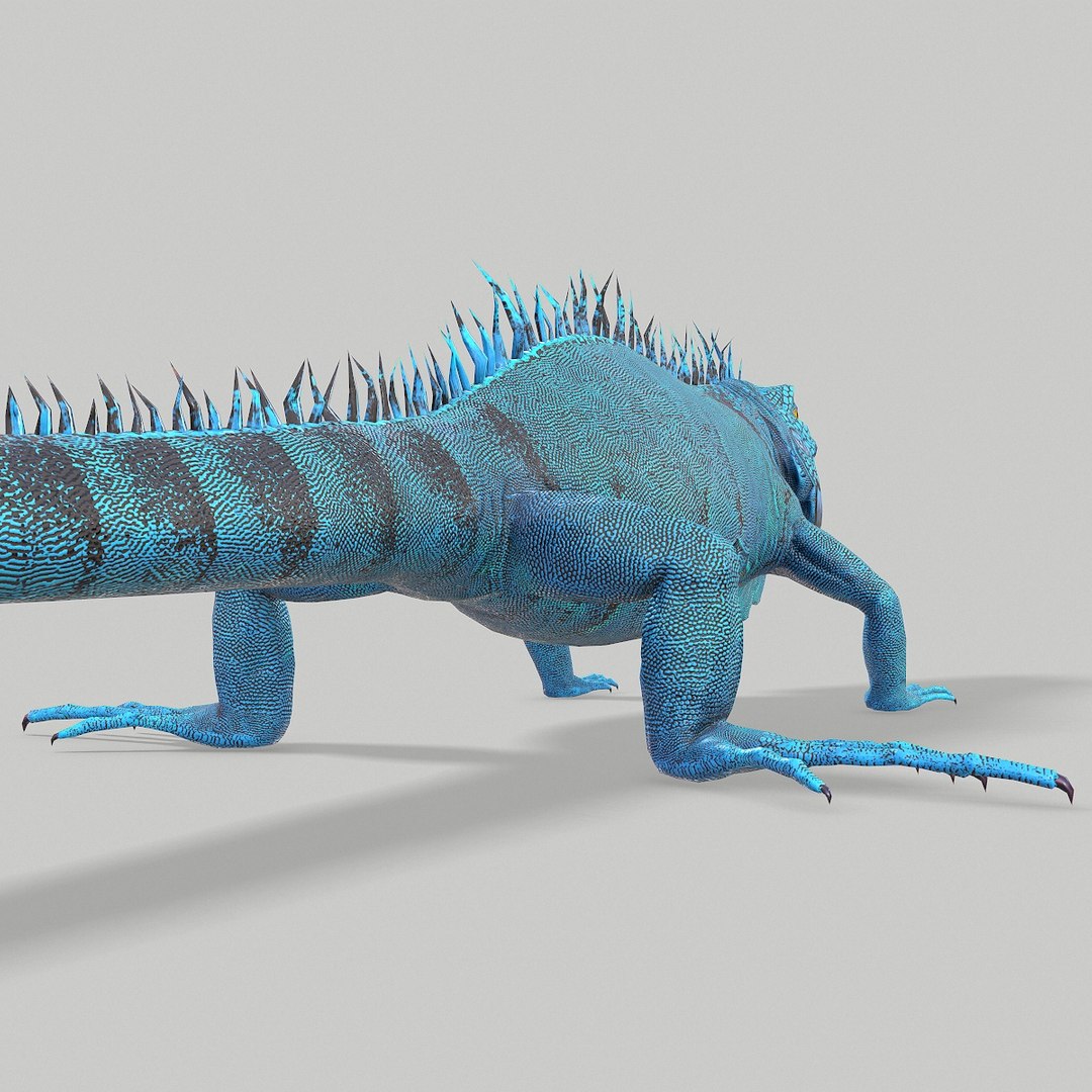 Iguana Blue 3D Model - TurboSquid 1452590