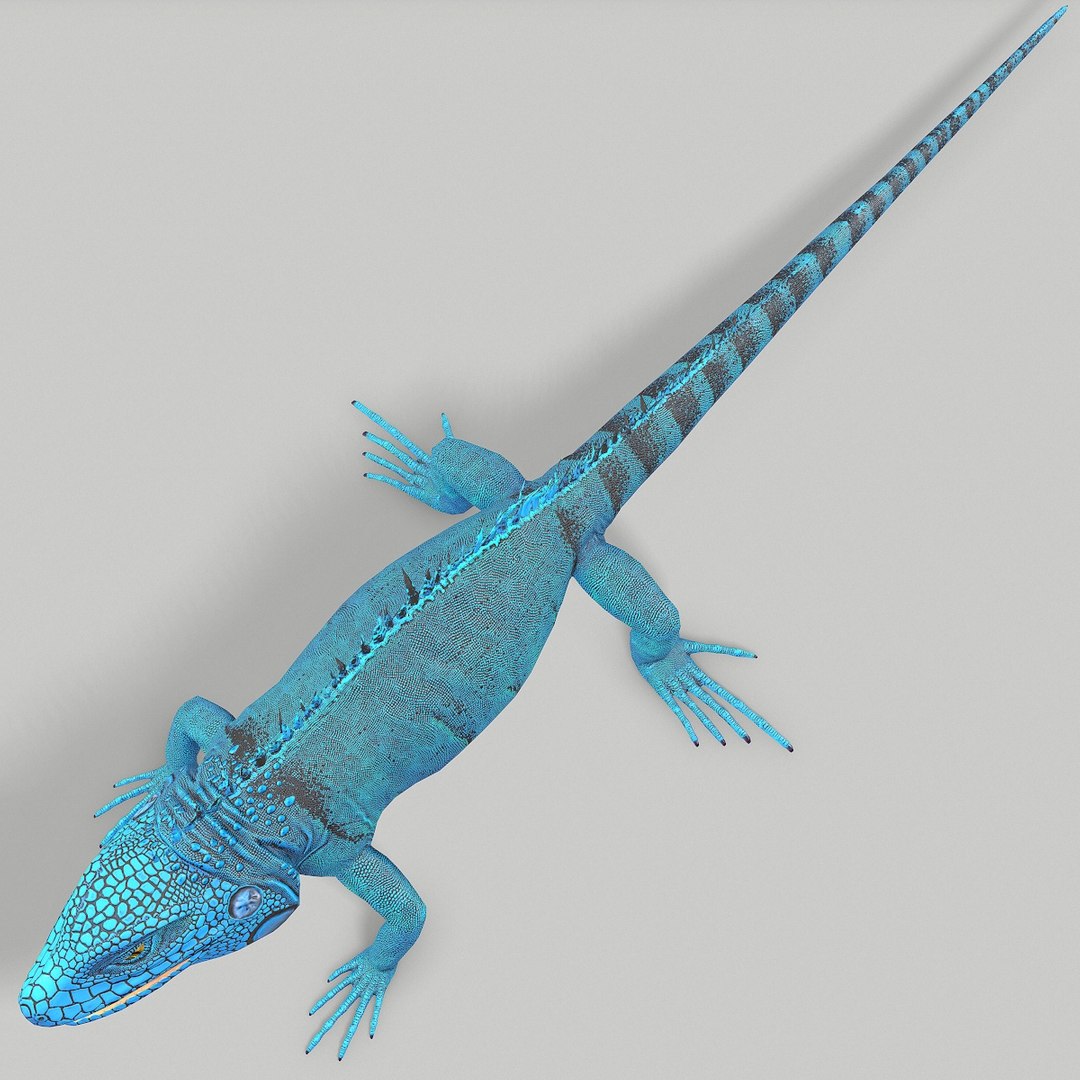 Iguana Blue 3D Model - TurboSquid 1452590