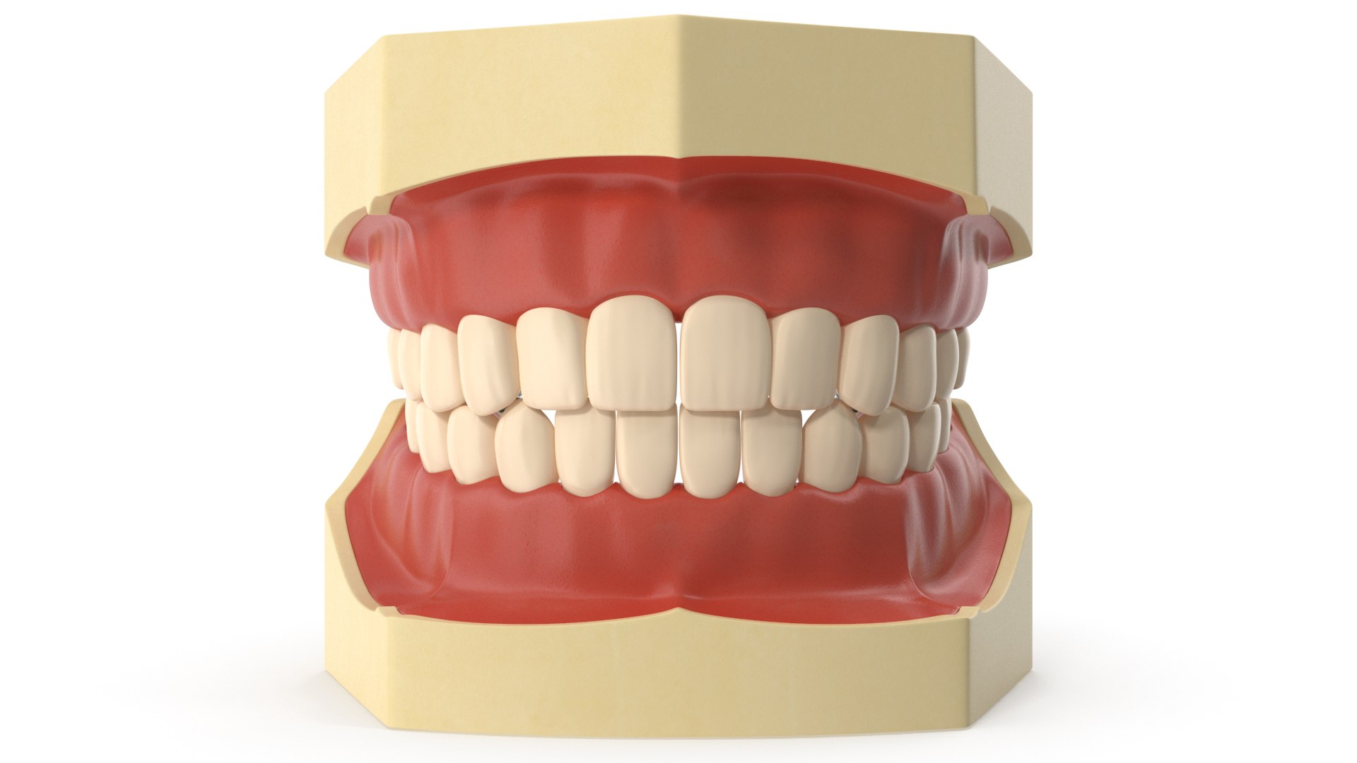 3D Typodont Dental Model With Removable Teeth - TurboSquid 2180933