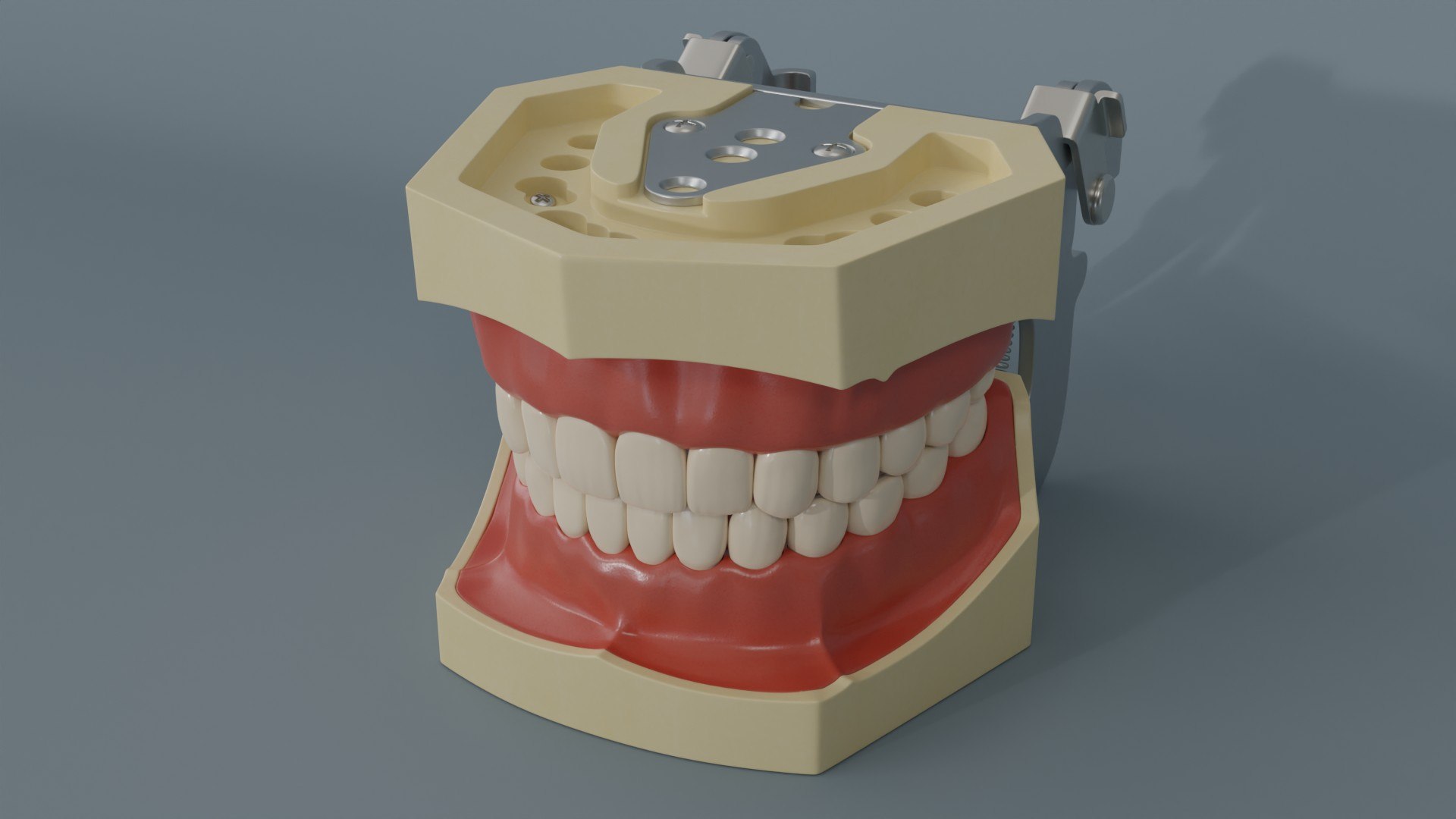 3D Typodont Dental Model With Removable Teeth - TurboSquid 2180933