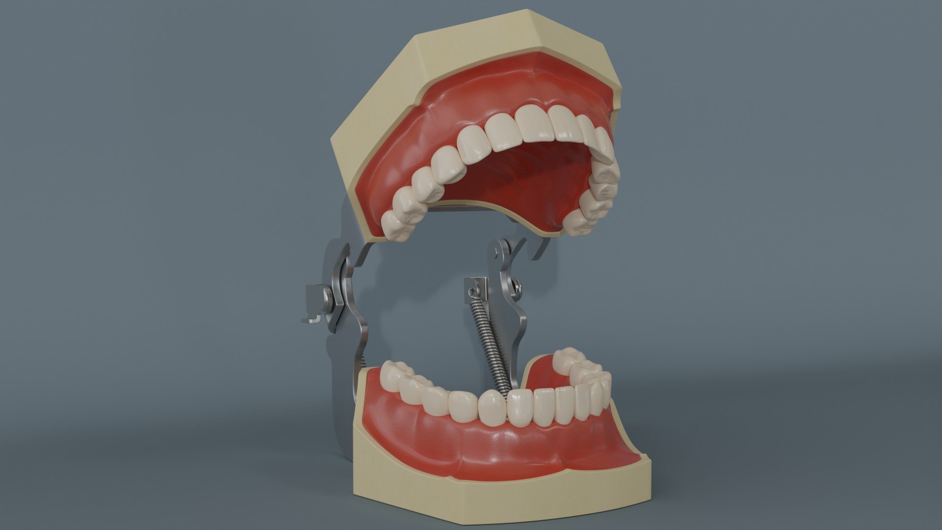 3D Typodont Dental Model With Removable Teeth - TurboSquid 2180933
