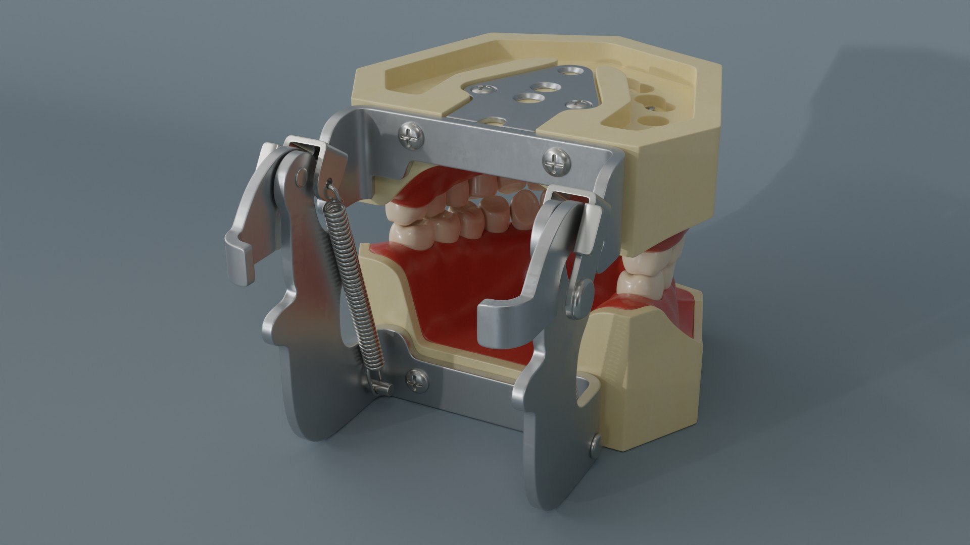 3D Typodont Dental Model With Removable Teeth - TurboSquid 2180933