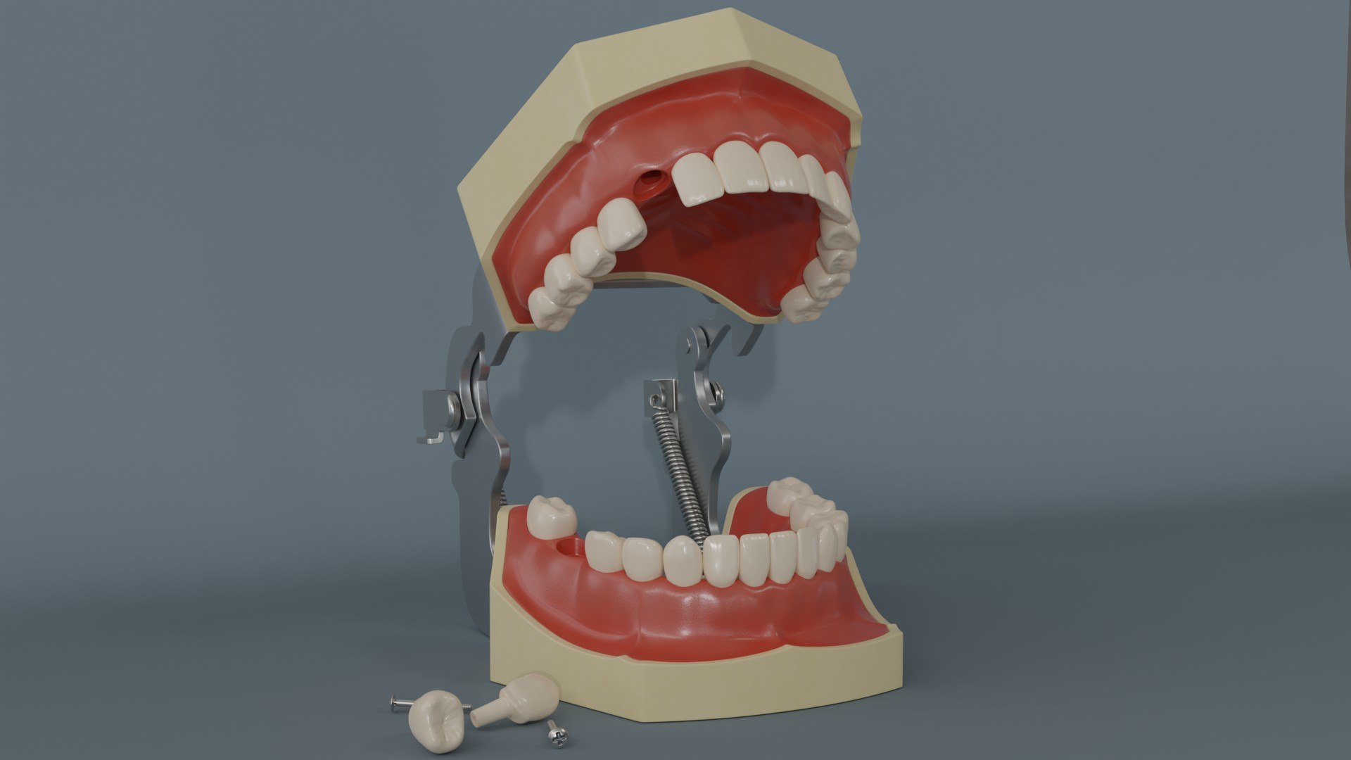 3D Typodont Dental Model With Removable Teeth - TurboSquid 2180933