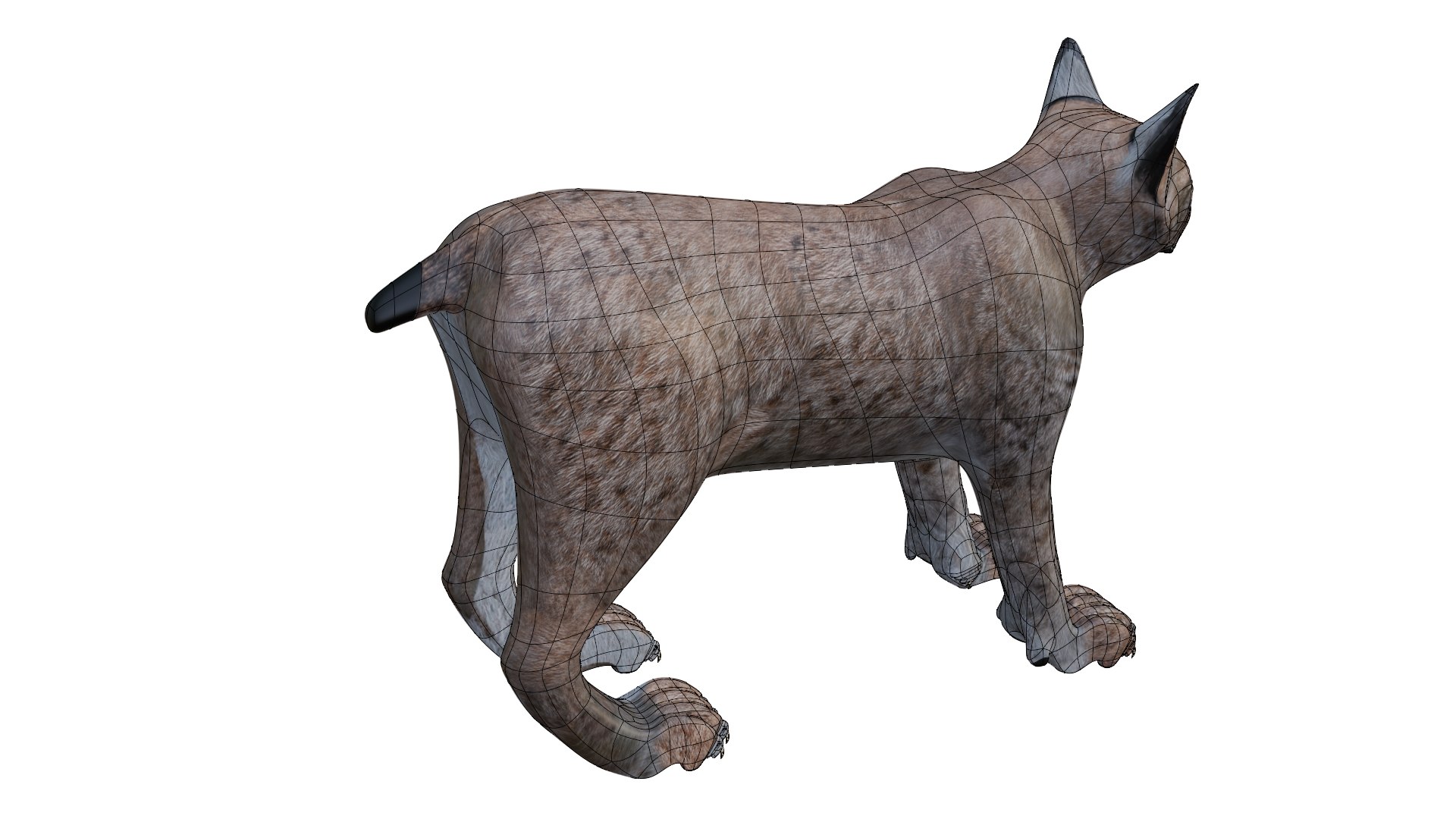 3D Model Eurasian Lynx - TurboSquid 2329556